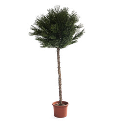 Strom cypriš japonský guľový, 140 cm, HTH | 4home - pohodlie domova